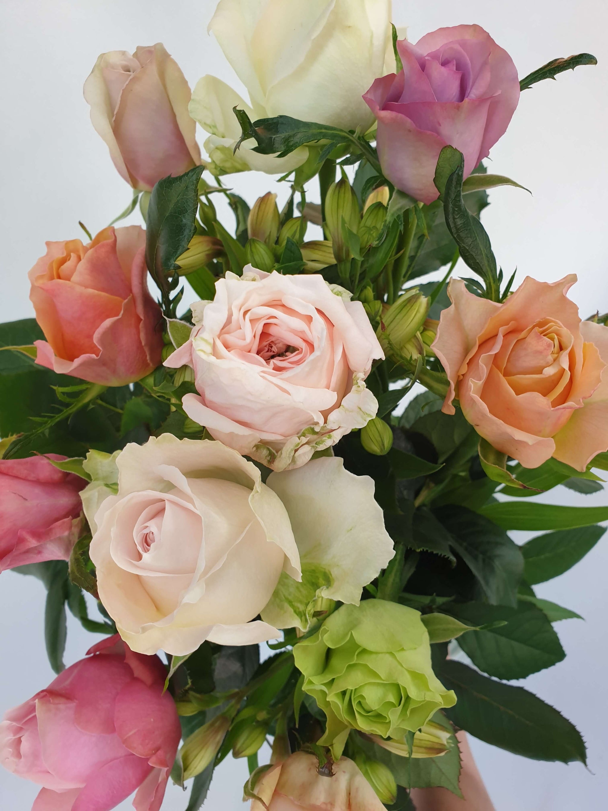 12 Pastel Roses for $80 - Christchurch – Aromaunga Baxters Flowers